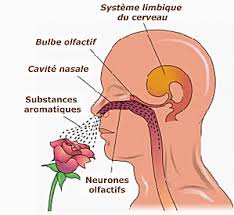 Procédé DAVID, la mémoire des odeurs
